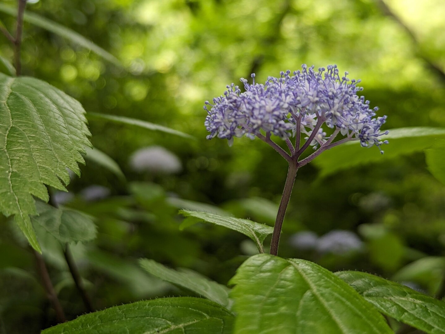 久しぶりのハイキング 登山-2024-06-02 / Abu Tsubasaさんの六甲山・長峰山・摩耶山の活動データ | YAMAP / ヤマップ