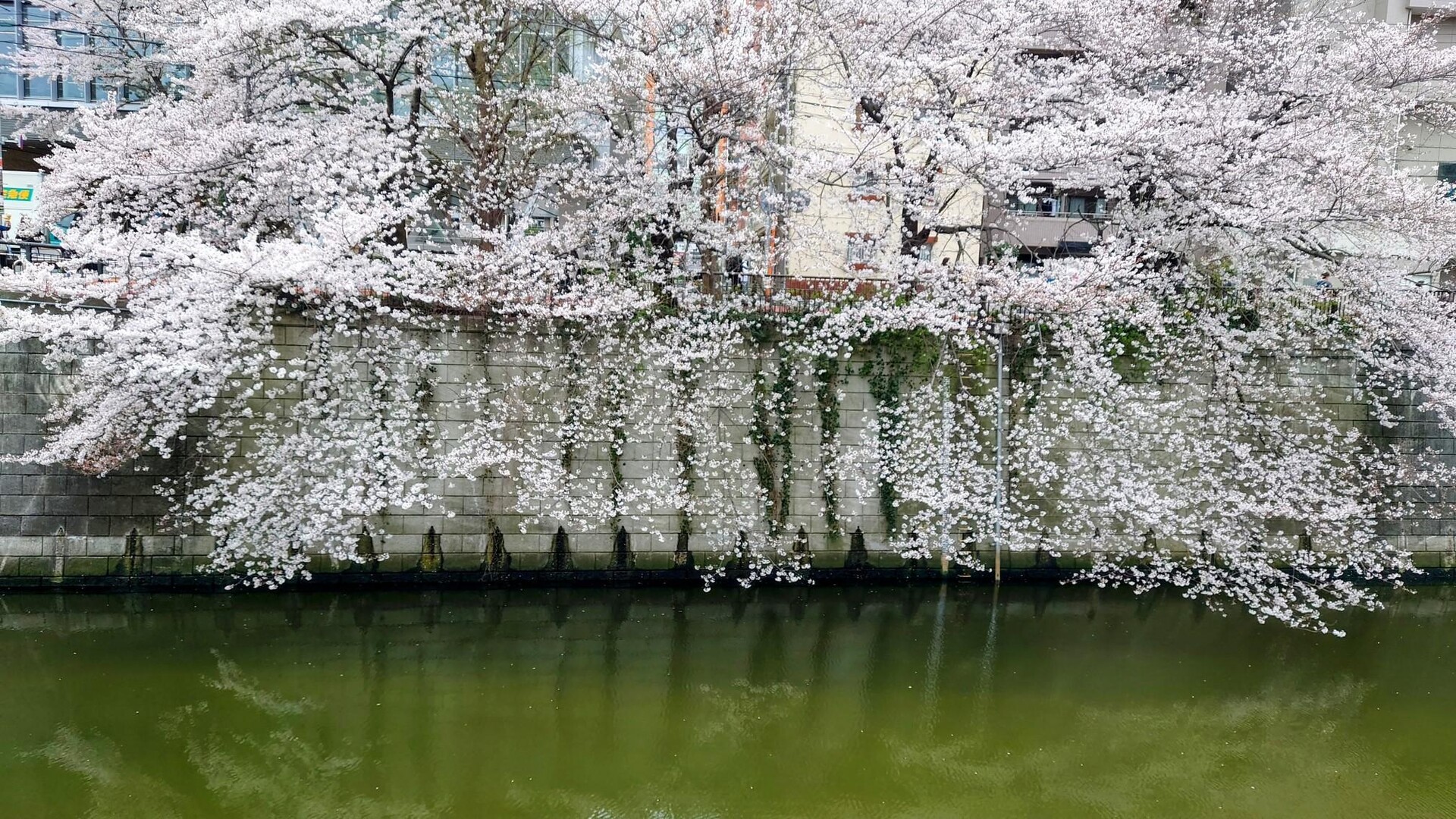 目黒川の桜は満開間近🌸 最近はずっと雨... / yanagingさんのモーメント | YAMAP / ヤマップ