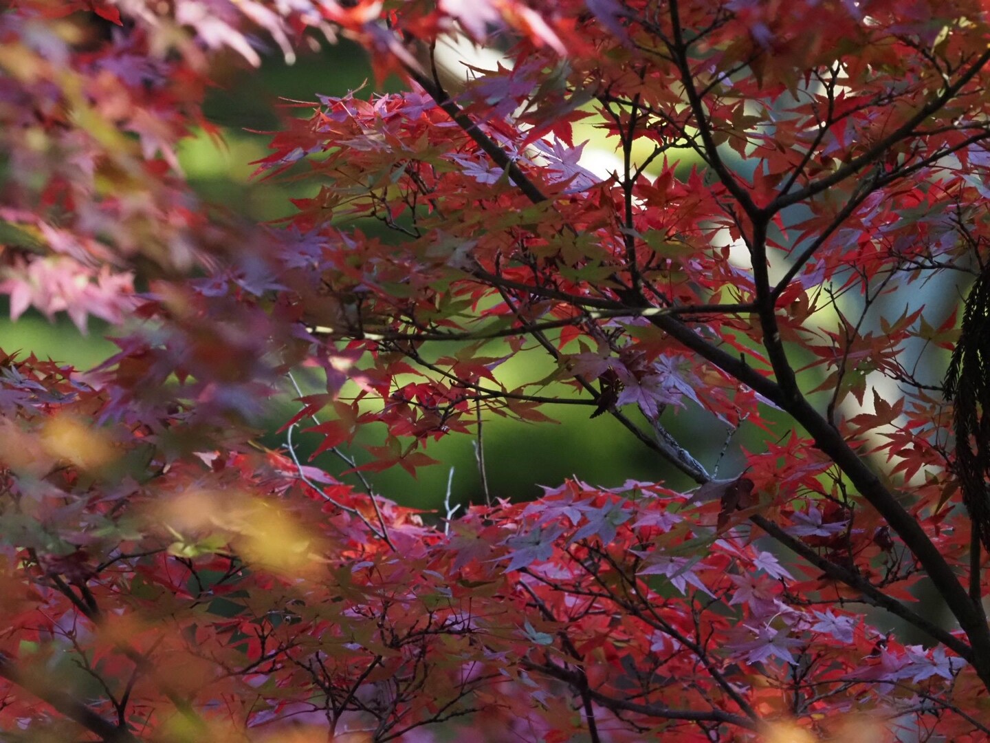 女体山 (長尾）・矢筈山・女体山（石田） / しげさんの矢筈山・女体山の活動データ | YAMAP / ヤマップ