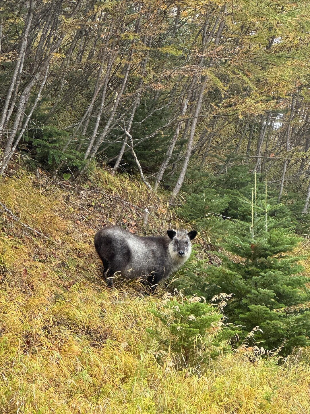 富士山0合目からスバルライン五号目ピストン / xylishさんの富士山の活動日記 | YAMAP / ヤマップ