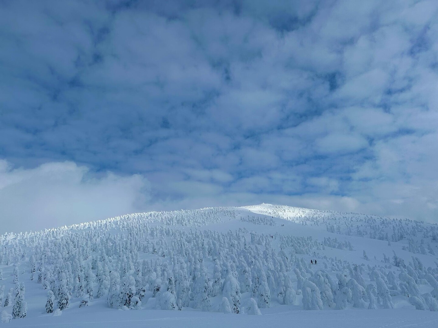厳冬期 森吉山(日本三大樹氷②) / kiyoshiさんの森吉山の活動日記 | YAMAP / ヤマップ