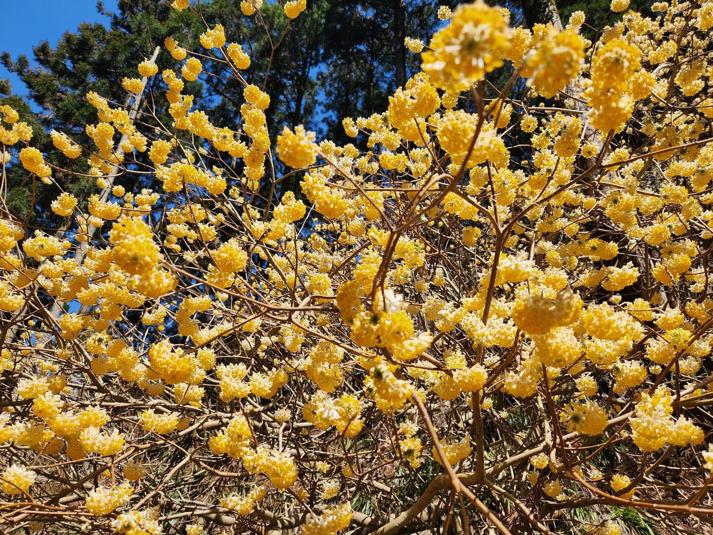 赤沢富士・鶏足山・焼森山 / papiさんの焼森山・鶏足山の活動データ | YAMAP / ヤマップ