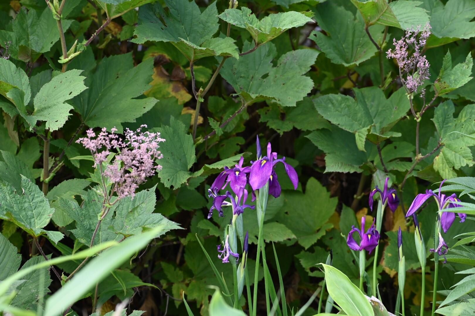 天売島フットパス-2023-07-02 / kuri_on_the_goさんの焼尻島の活動データ | YAMAP / ヤマップ