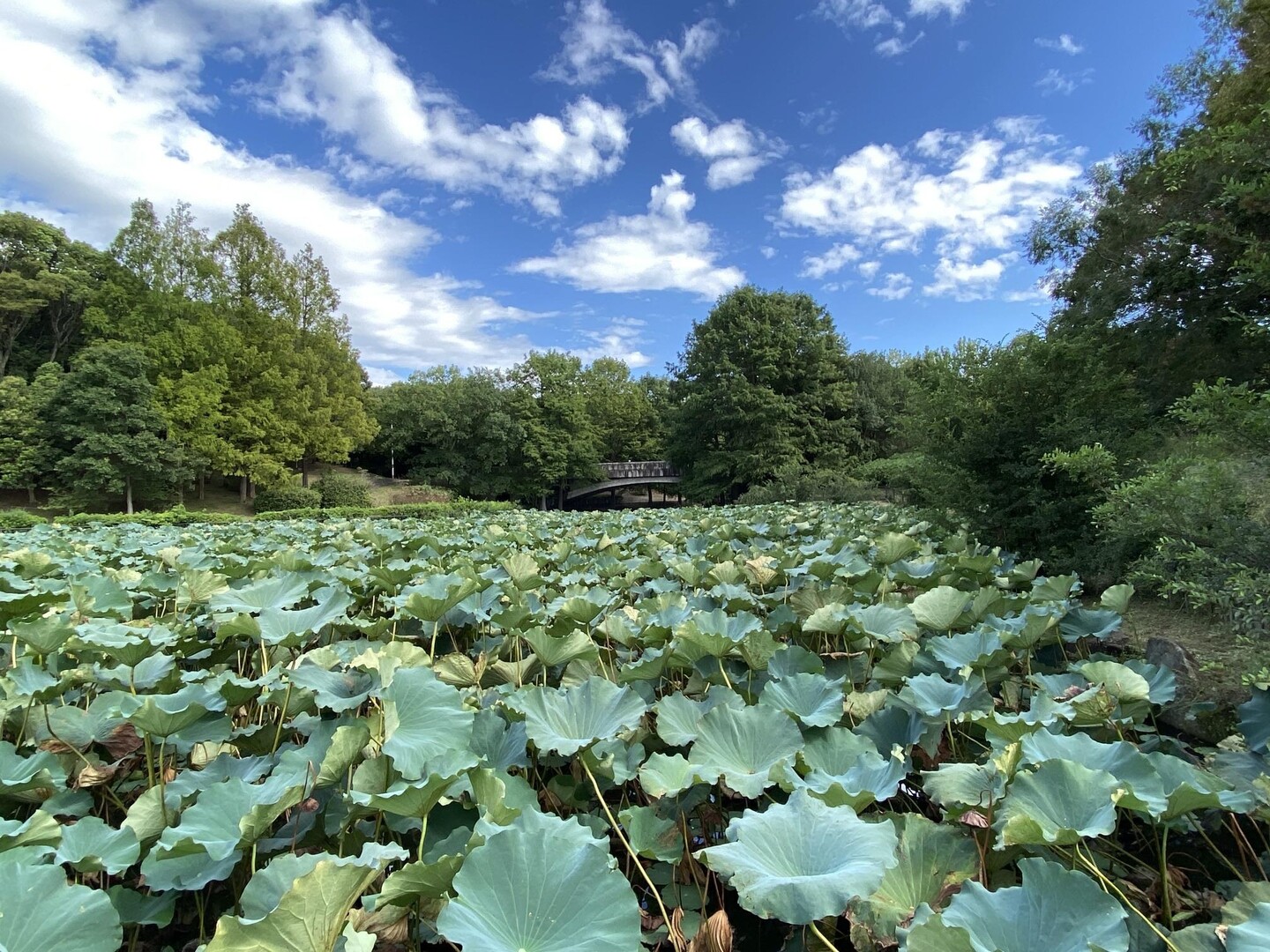 双ヶ丘・小笠山・笠伏山・双子山 / chibiさんの双子山・笠伏山・小笠山・双ヶ丘の活動データ | YAMAP / ヤマップ