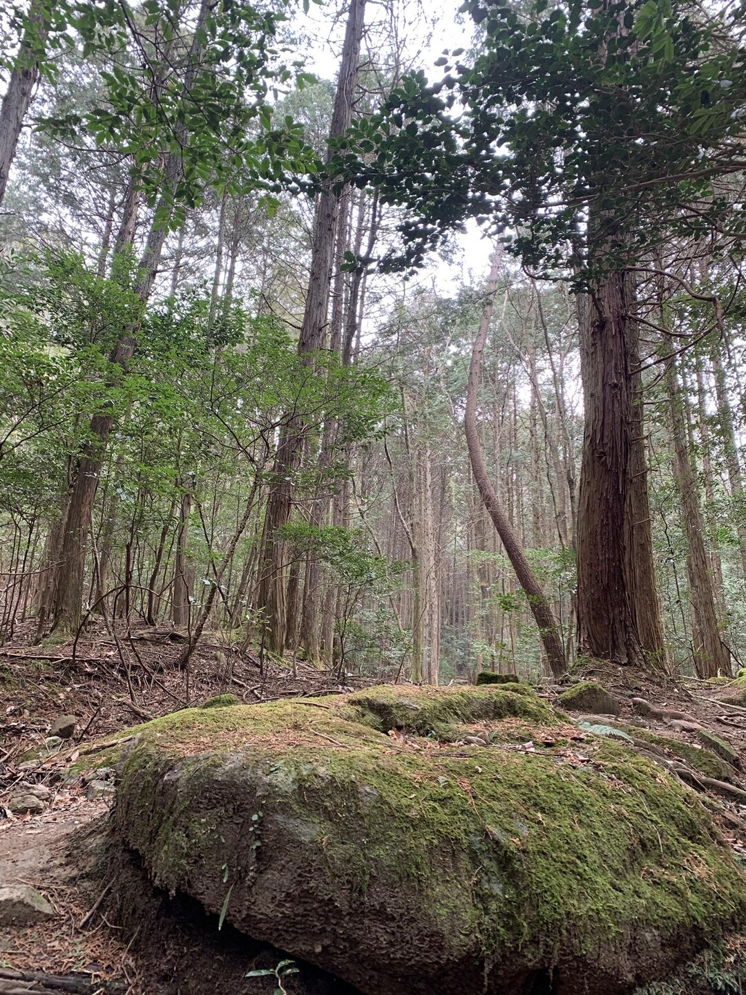書写山 / YMO.Kさんの書写山・伊勢山・とんがり山の活動データ | YAMAP / ヤマップ