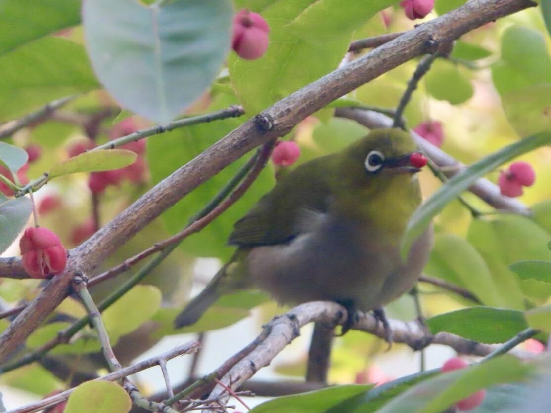 自宅の窓から野鳥観察 第31弾 202... / otaksaさんのモーメント | YAMAP / ヤマップ
