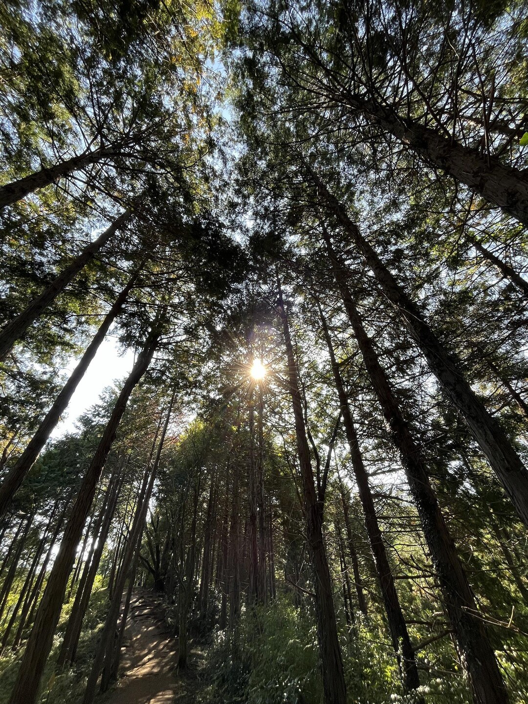 草戸山・ベリーショート / FIT RSさんの高尾山・陣馬山・景信山の活動データ | YAMAP / ヤマップ