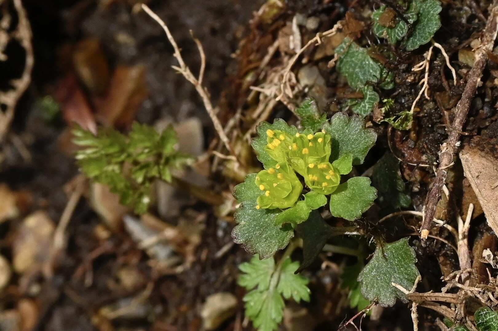 愛知遠征② / TAKKUNさんの登山の活動データ | YAMAP / ヤマップ
