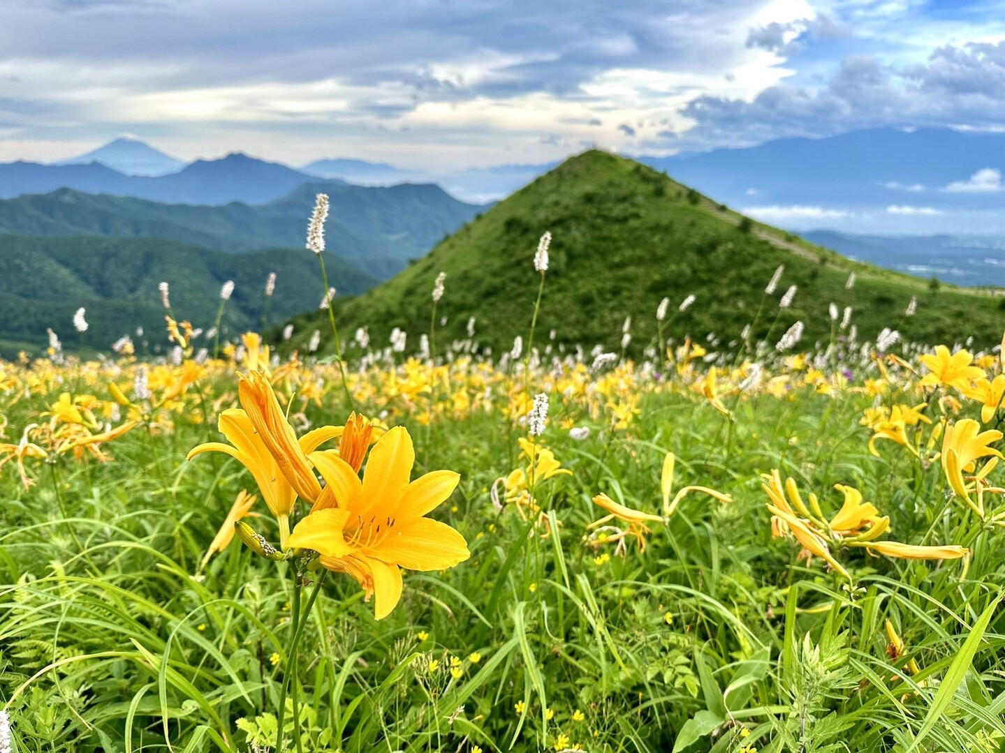 ニッコウキスゲ🌼咲く飯盛山 / Beniさんの飯盛山の活動日記 | YAMAP / ヤマップ