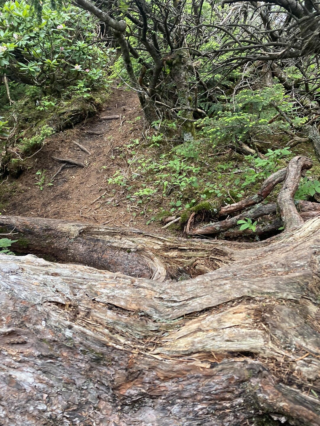 Moonkeyさんの投稿したフィールドメモ | YAMAP / ヤマップ