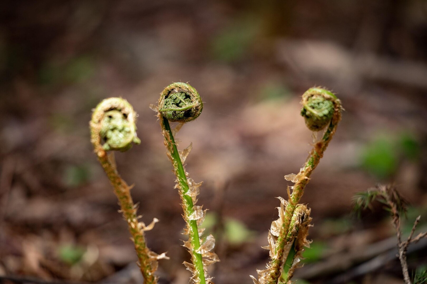 高清水高原・大畝山・御林山 / IKEMICHIさんの伯州山・霧ヶ原の活動データ | YAMAP / ヤマップ