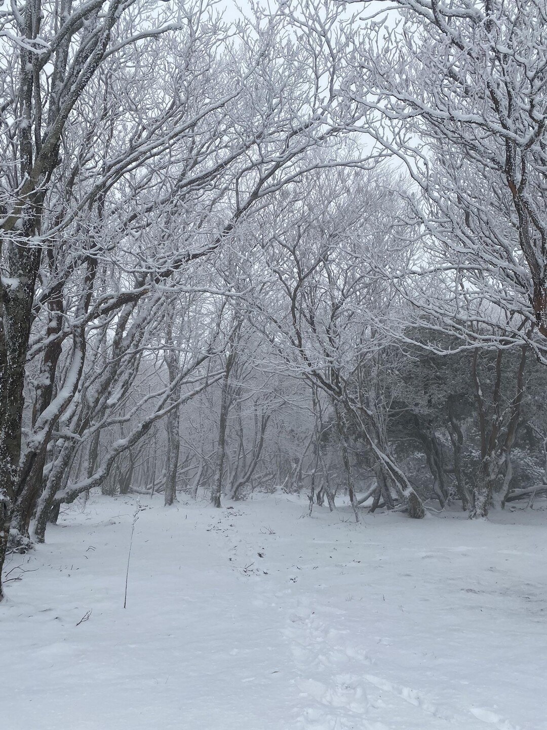 三峰山 R5.12.20 / ヒゲじぃさんの三峰山・学能堂山・栗ノ木岳の活動データ | YAMAP / ヤマップ