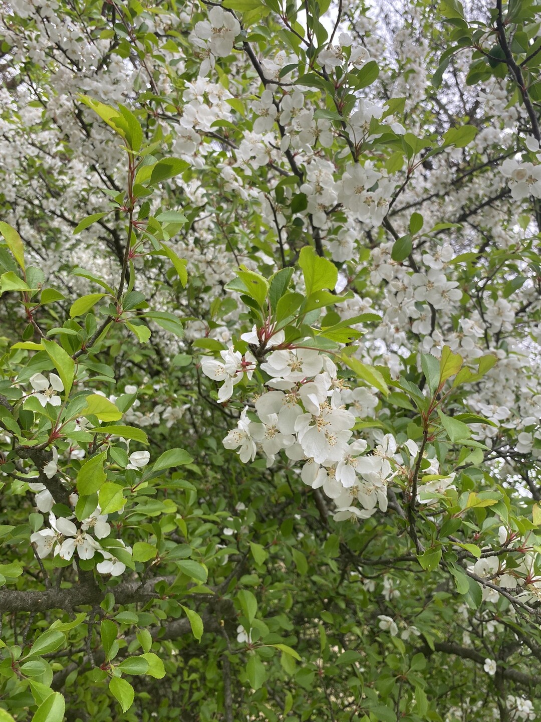 韓国岳（霧島山）／九州遠征1日目 / Pelliotさんの霧島山・韓国岳・高千穂峰・夷守岳・烏帽子岳の活動データ | YAMAP / ヤマップ