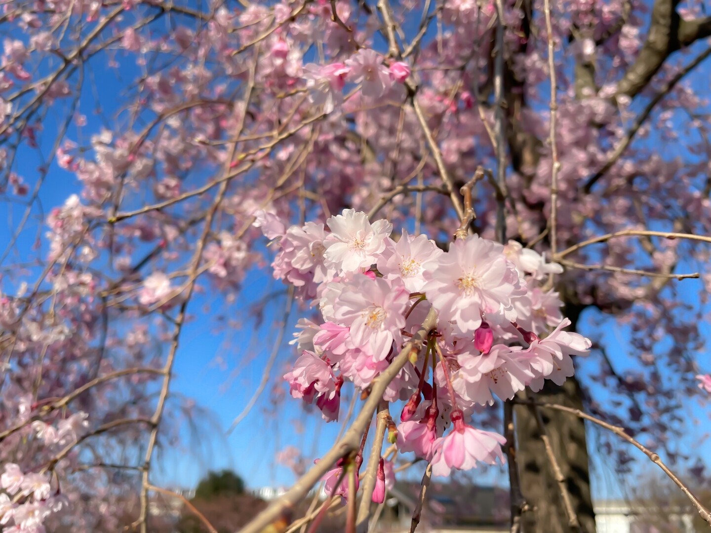 🌸枝垂れ桜が満開からの🏃‍♀️ごほー... / macoさんのモーメント | YAMAP / ヤマップ