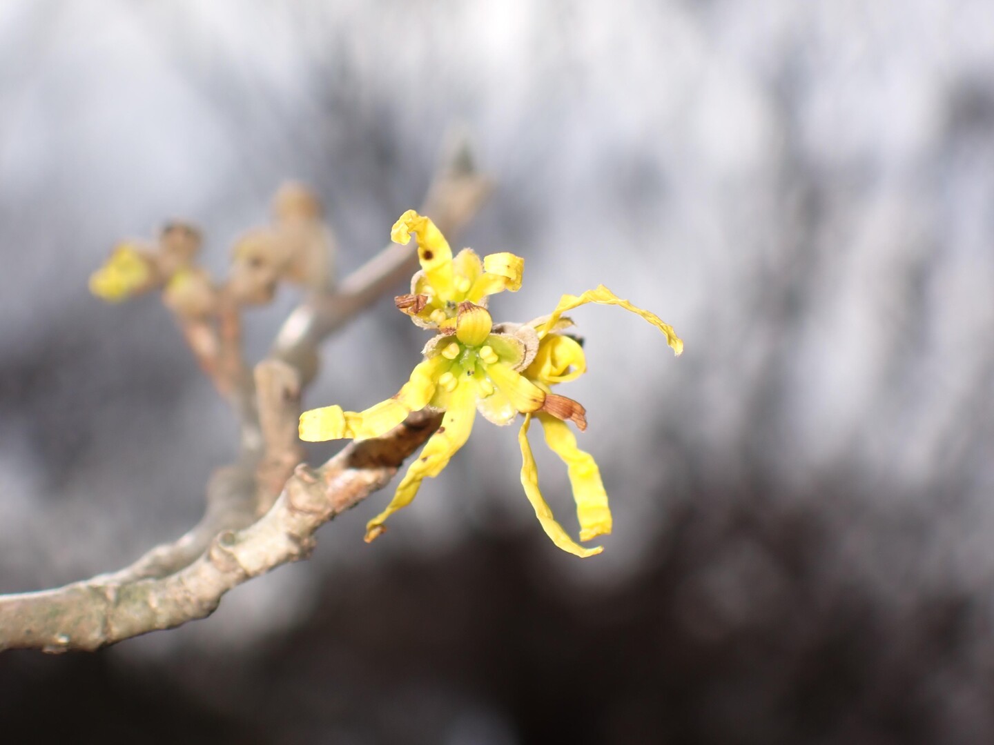 国見岳・多良岳 / S.nekoさんの多良岳・経ヶ岳・五家原岳の活動データ | YAMAP / ヤマップ
