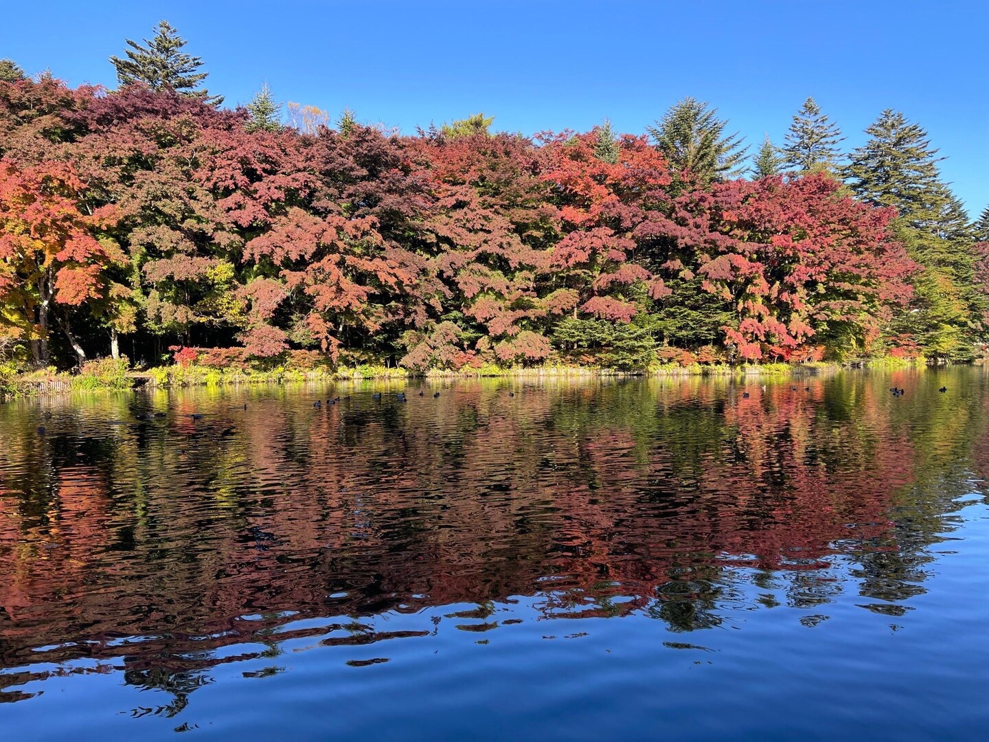 軽井沢雲場池の紅葉🍁🍁見頃 もう少し先だなぁ！-2022-10-27 / qkaruさんの中山道（軽井沢宿・沓掛宿・追分宿・小田井宿）の活動データ | YAMAP / ヤマップ