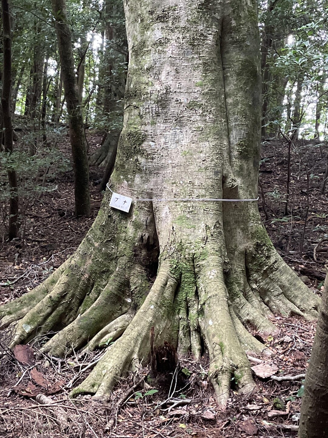 10月10日 伊豆の万城の滝からゴビサワ... / hiromiさんのモーメント | YAMAP / ヤマップ