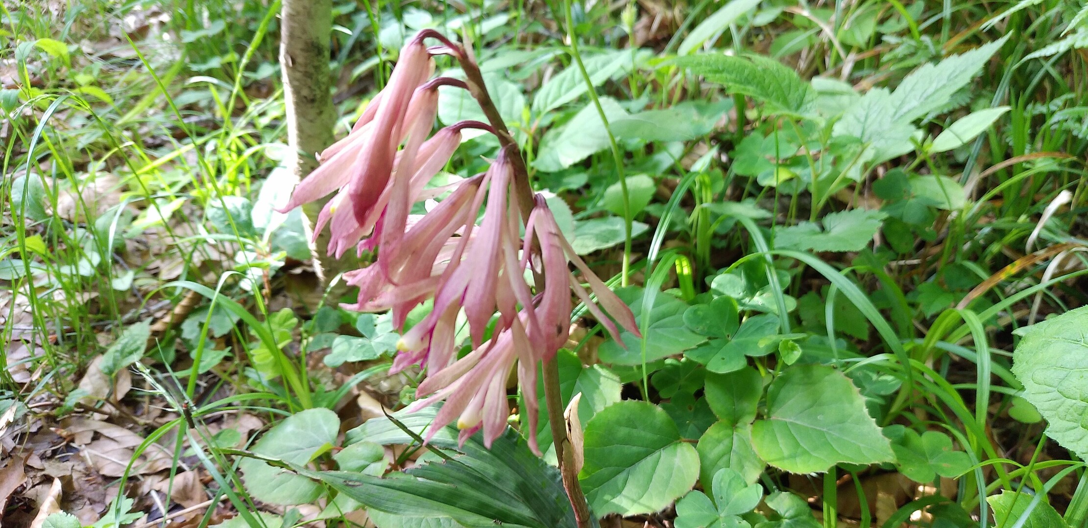 籾糠山💠 / huuroさんの籾糠山の活動データ | YAMAP / ヤマップ