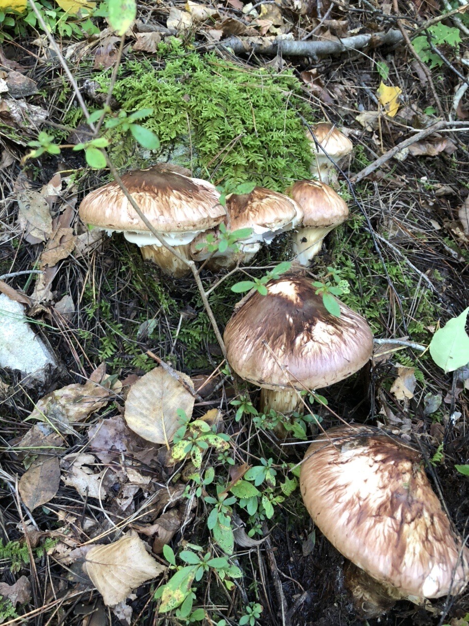 今年は松茸が不作で、9月下旬で終了。おじ... / kaz_tooさんのモーメント | YAMAP / ヤマップ