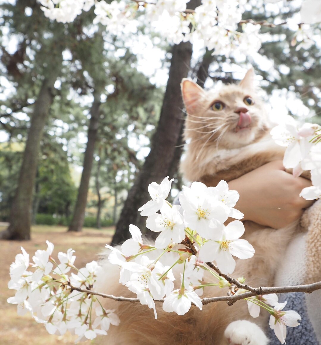 𝚜𝚊𝚔𝚞𝚛𝚊 / 雪みきだいふくさんのウォーキングの活動データ | YAMAP / ヤマップ