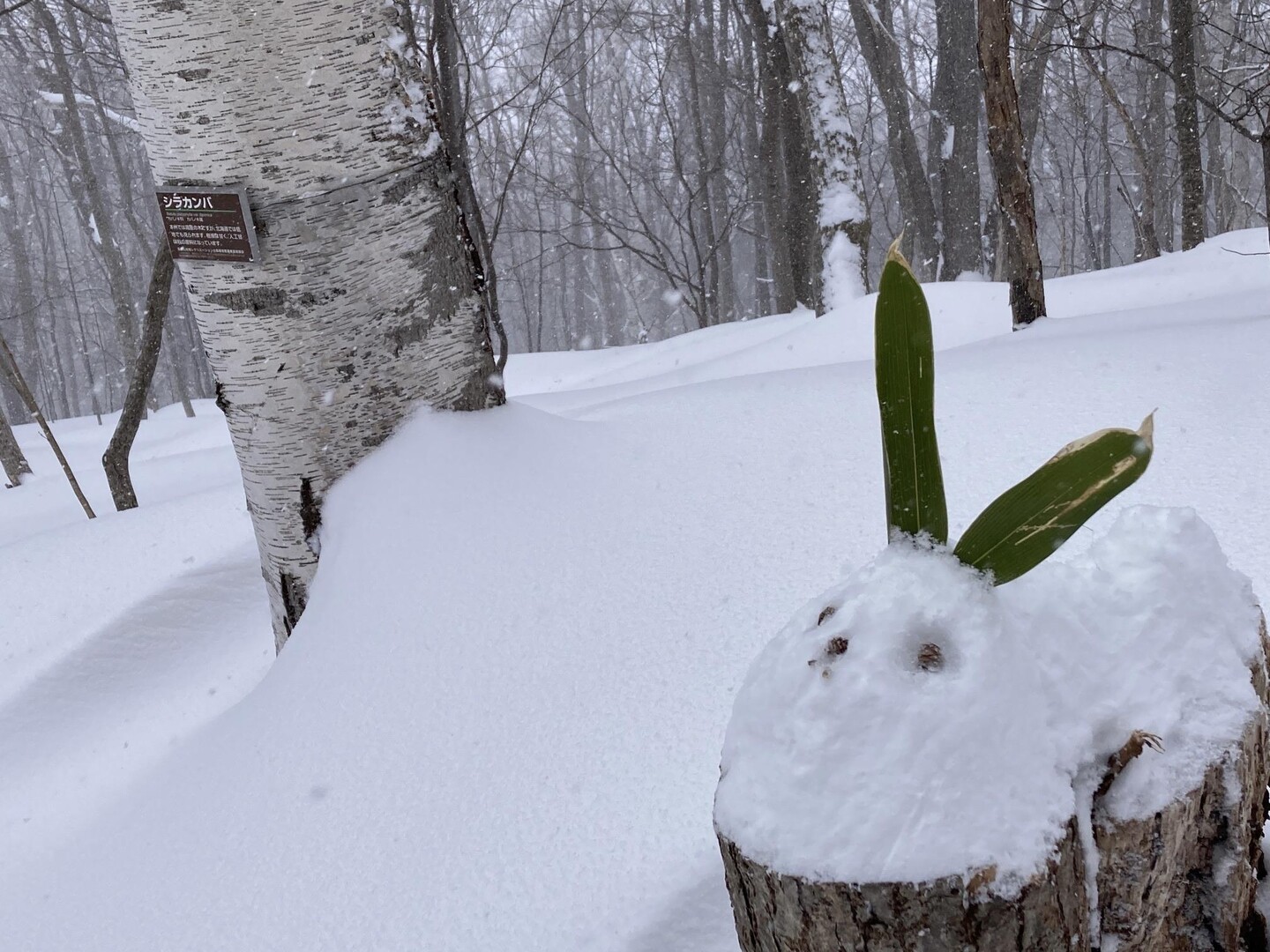 朝活藻岩山。。また、 ️ ️ ️ / 2525bbさんの藻岩山の活動データ | YAMAP / ヤマップ