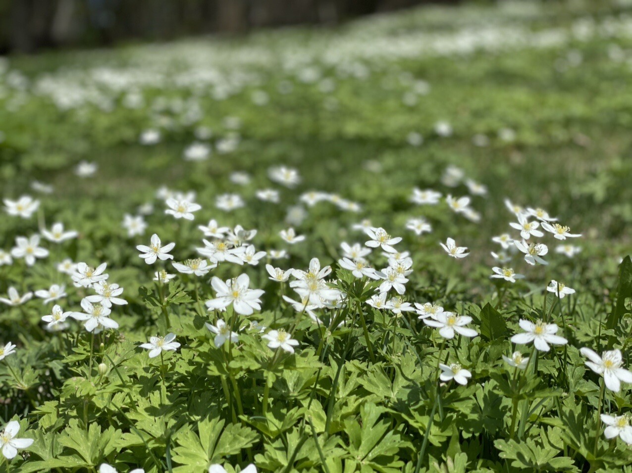 山の幸を求めて（紋別山） / George-Kさんの北見富士の活動データ | YAMAP / ヤマップ