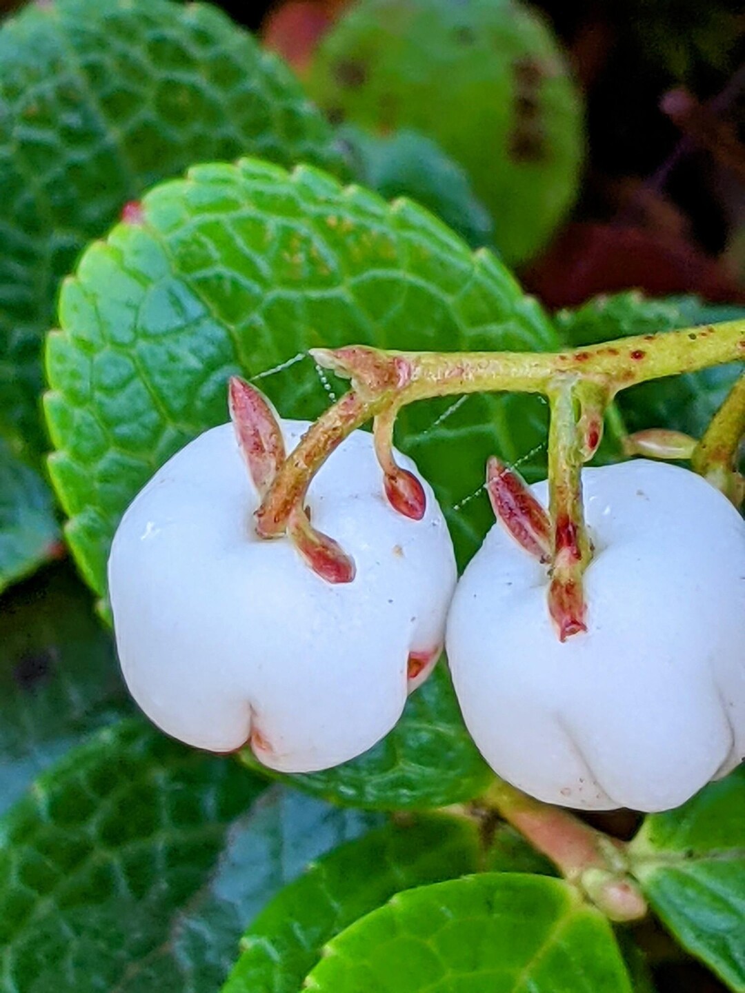 yugohのページ | YAMAP / ヤマップ