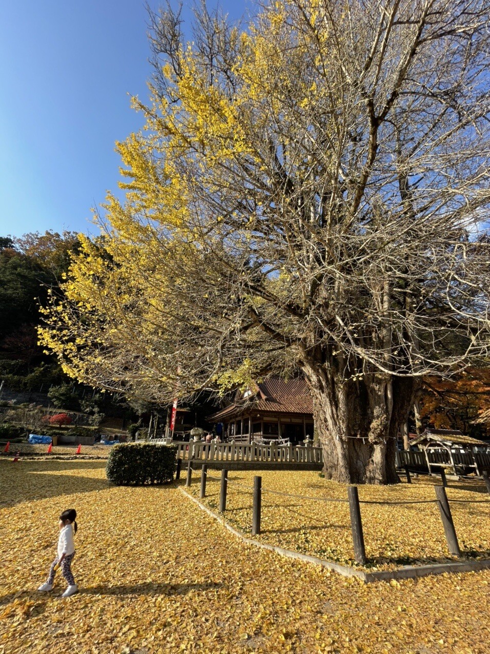 前日に奥さんとモコを家🏠に残して宮島の... / papuaさんのモーメント | YAMAP / ヤマップ
