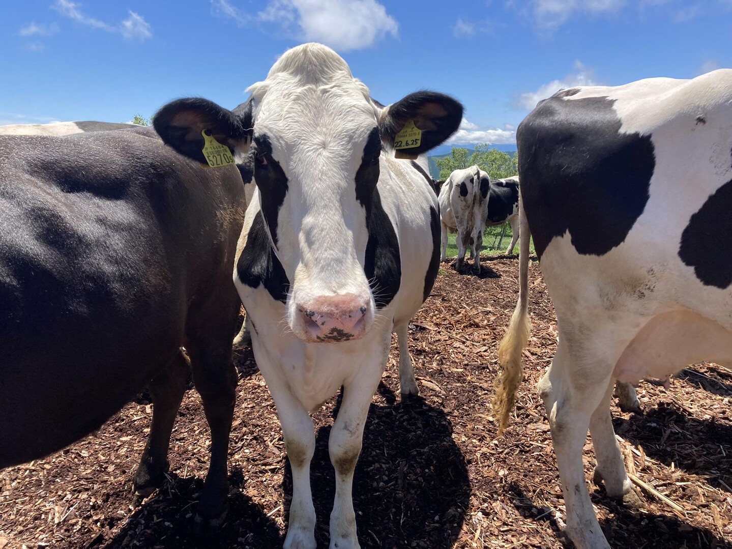 トホホ、、、あずまやさん / SAYAKAさんの四阿山・根子岳の活動データ | YAMAP / ヤマップ
