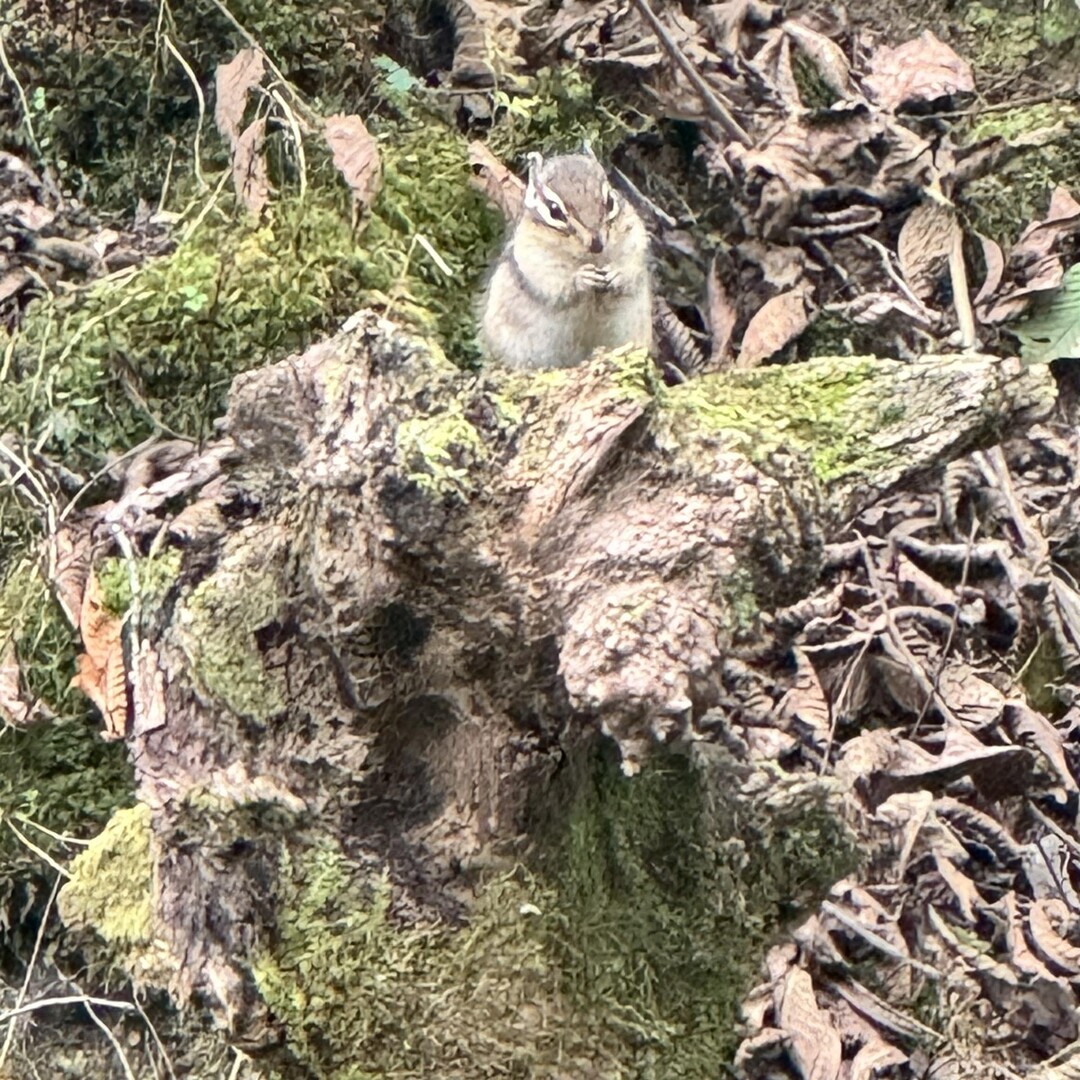 御池岳 / hanabouさんの藤原岳・御池岳の活動日記 | YAMAP / ヤマップ