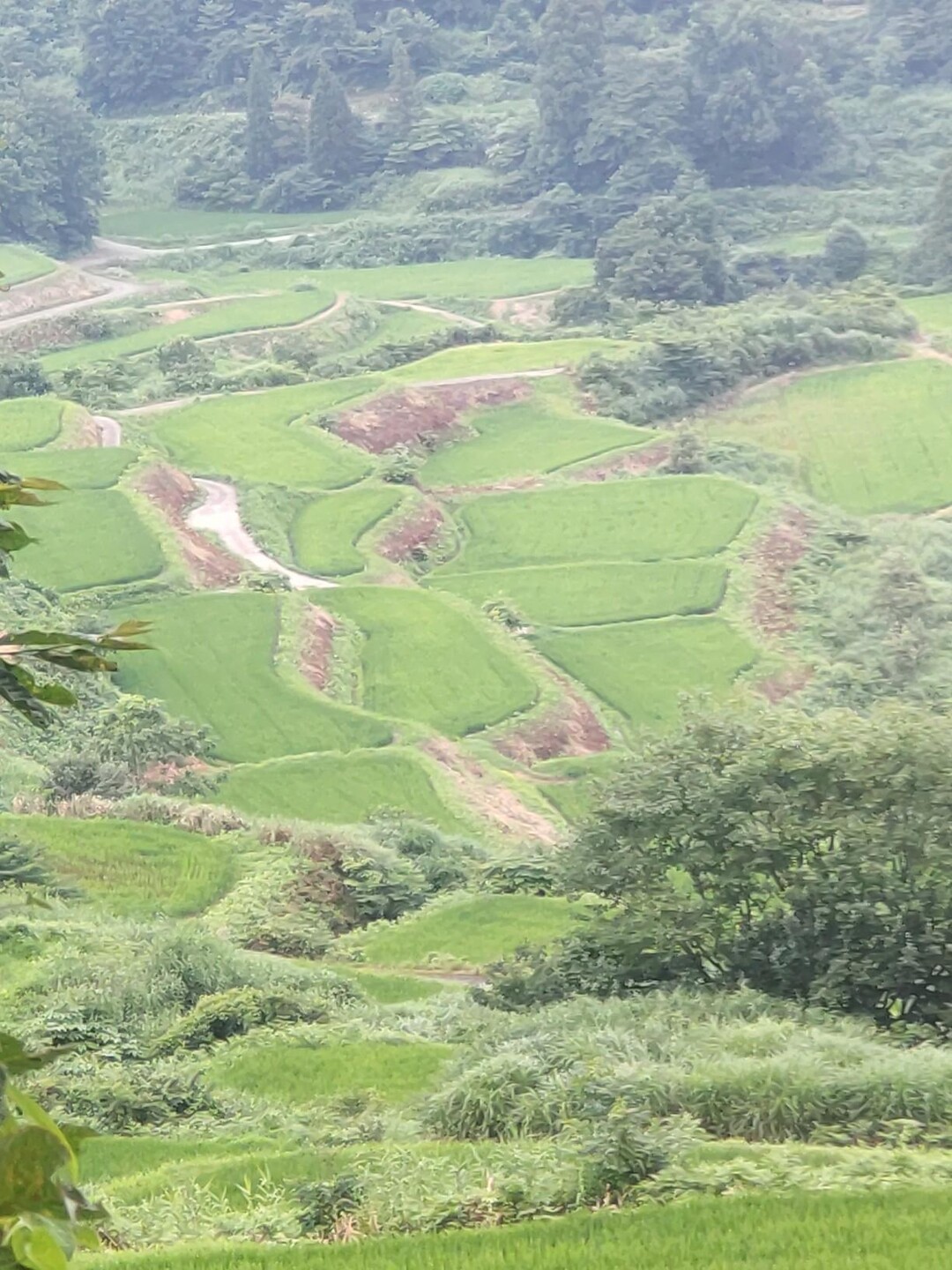 今日は山は登らないけどドライブで山道を1... / tamuさんのモーメント | YAMAP / ヤマップ