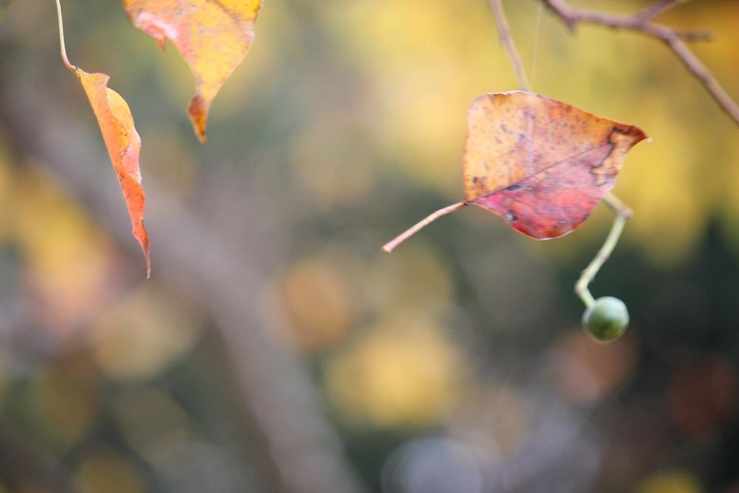 許斐山 / nekoさんの許斐山の活動データ | YAMAP / ヤマップ