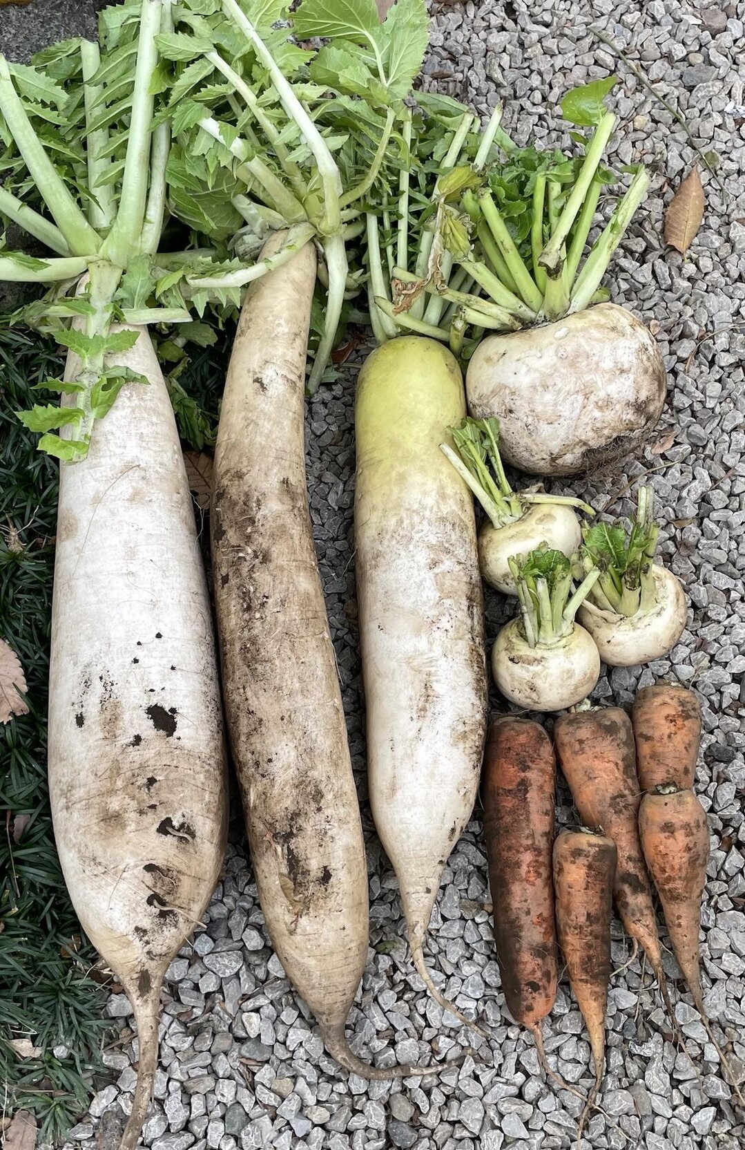 金みつ農園 野菜頂きました😊🥬 / ken-3さんのモーメント | YAMAP / ヤマップ