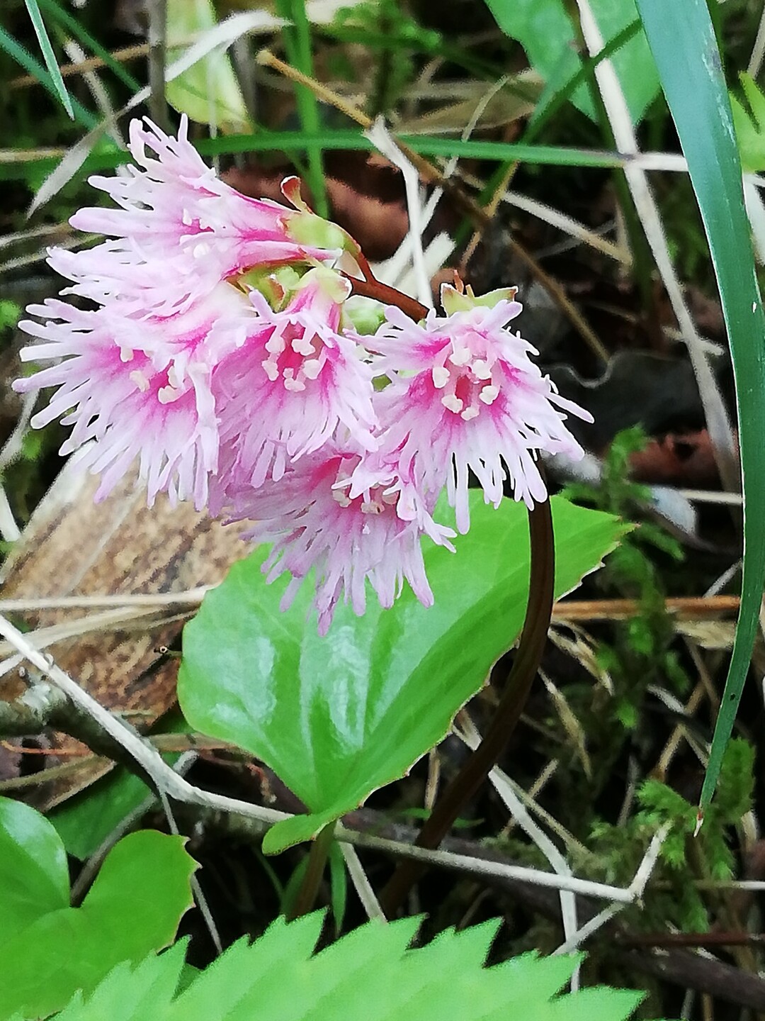 オロフレ山 / aripapaさんのオロフレ山・来馬岳の活動データ | YAMAP / ヤマップ
