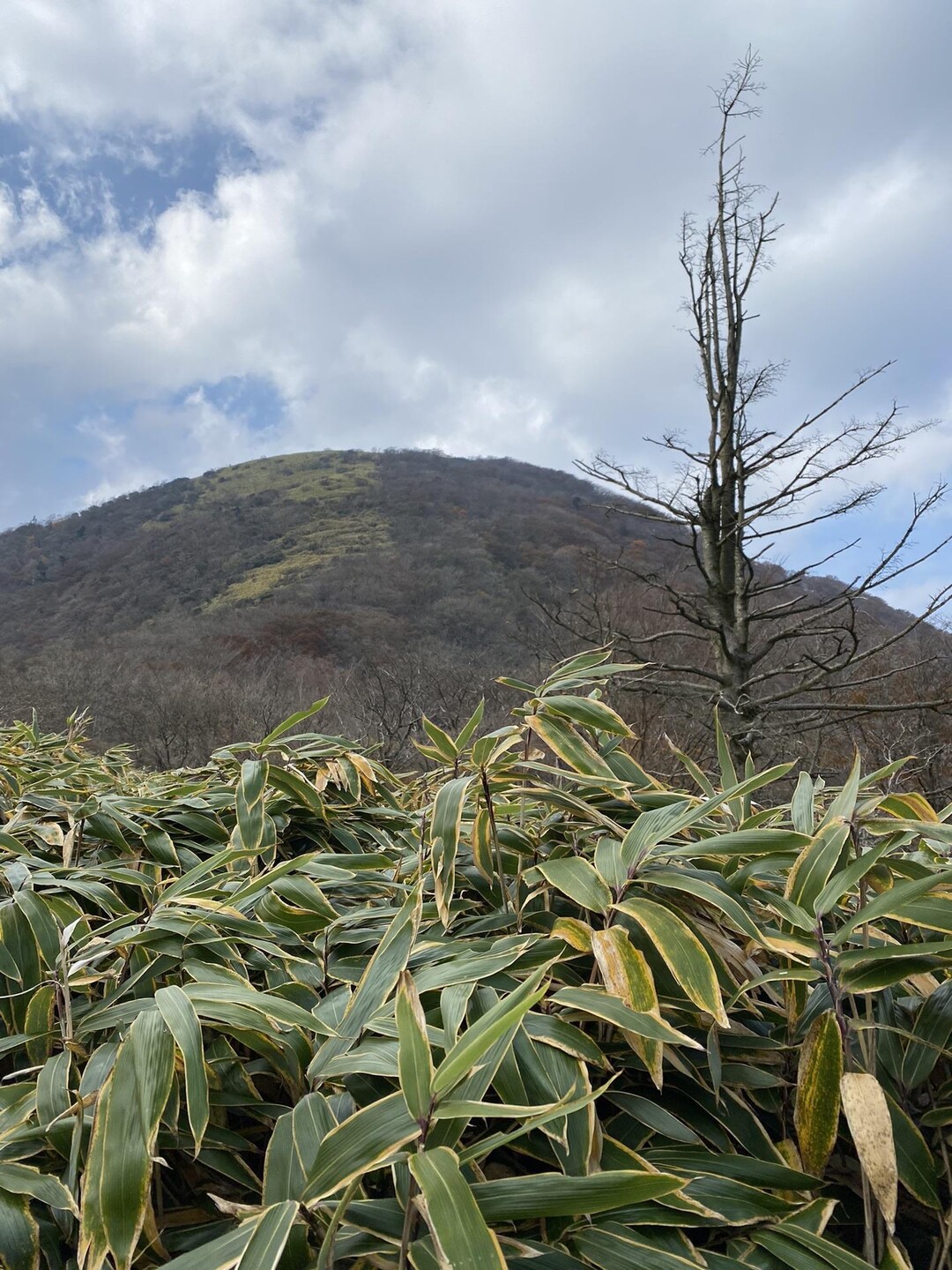 竜ヶ岳 / chi-meroさんの毛無山・雨ヶ岳・竜ヶ岳の活動データ | YAMAP / ヤマップ