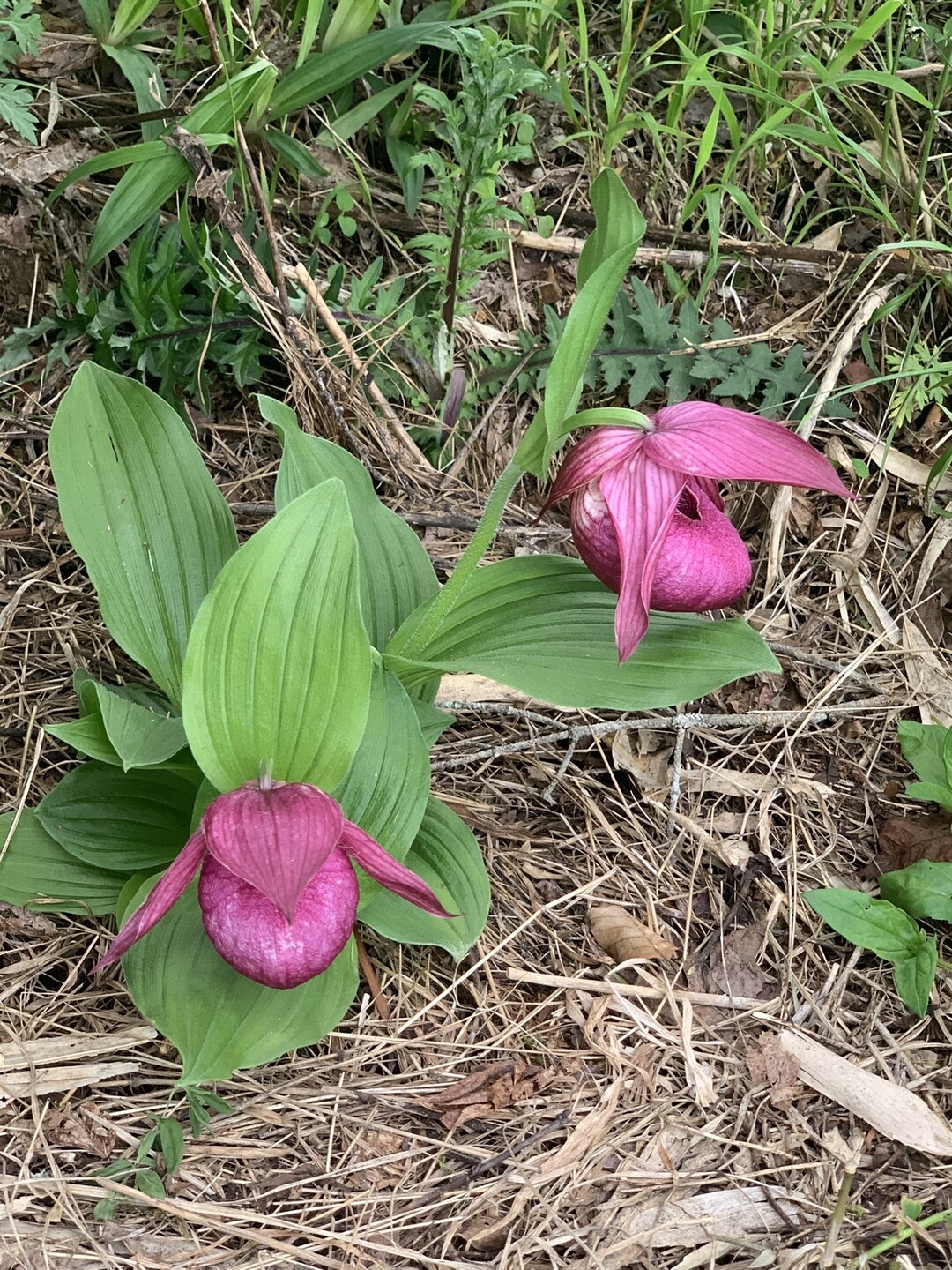 入笠山2 / Atto-Rieさんの入笠山の活動データ | YAMAP / ヤマップ