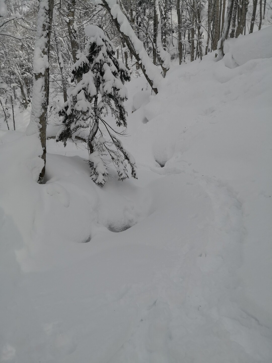 sayuさんの投稿したフィールドメモ | YAMAP / ヤマップ