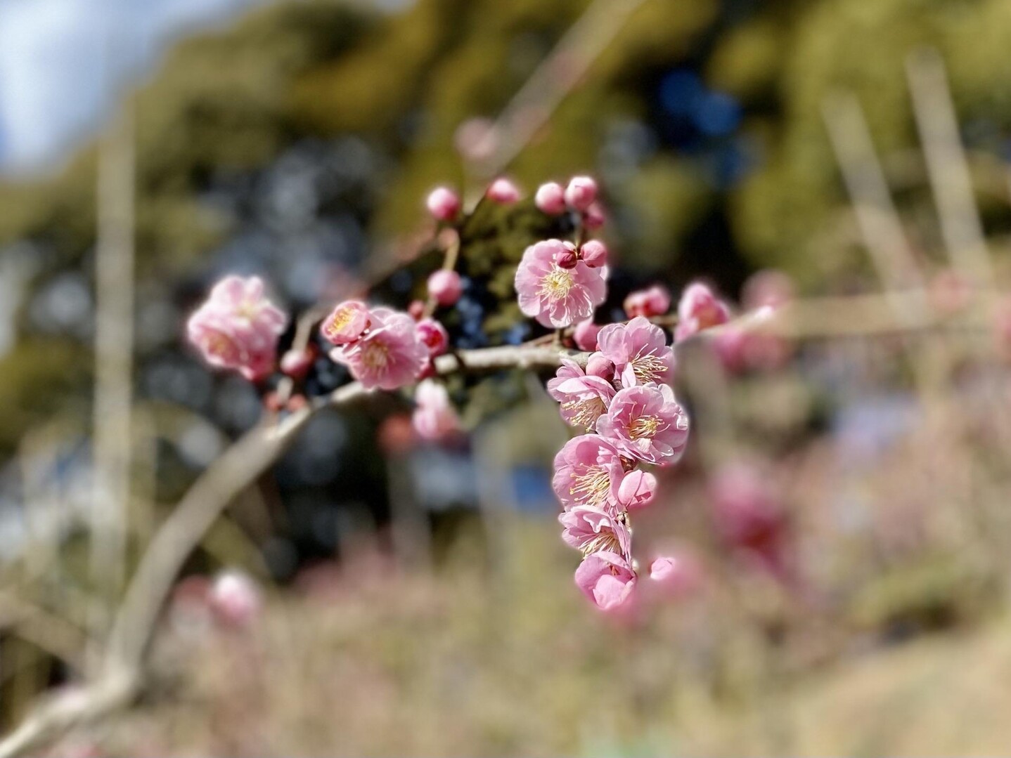 3年ぶりの尾張三山が楽しすぎた‼️😆 / Y45Uさんの尾張富士・尾張本宮山・尾張白山の活動データ | YAMAP / ヤマップ