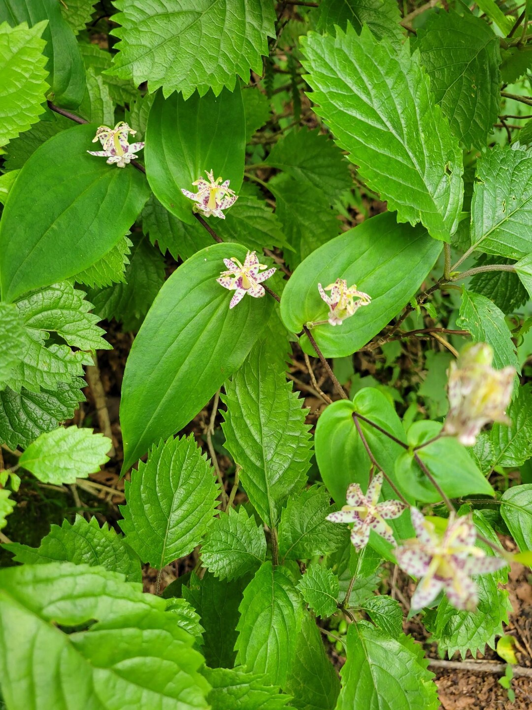 男三瓶山(三瓶山) 夏の花と三瓶バーガー / shigeyoさんの三瓶山・大平山の活動データ | YAMAP / ヤマップ