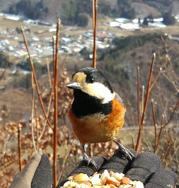戸神山・高王山 / moenoeさんの戸神山・高王山の活動データ | YAMAP / ヤマップ