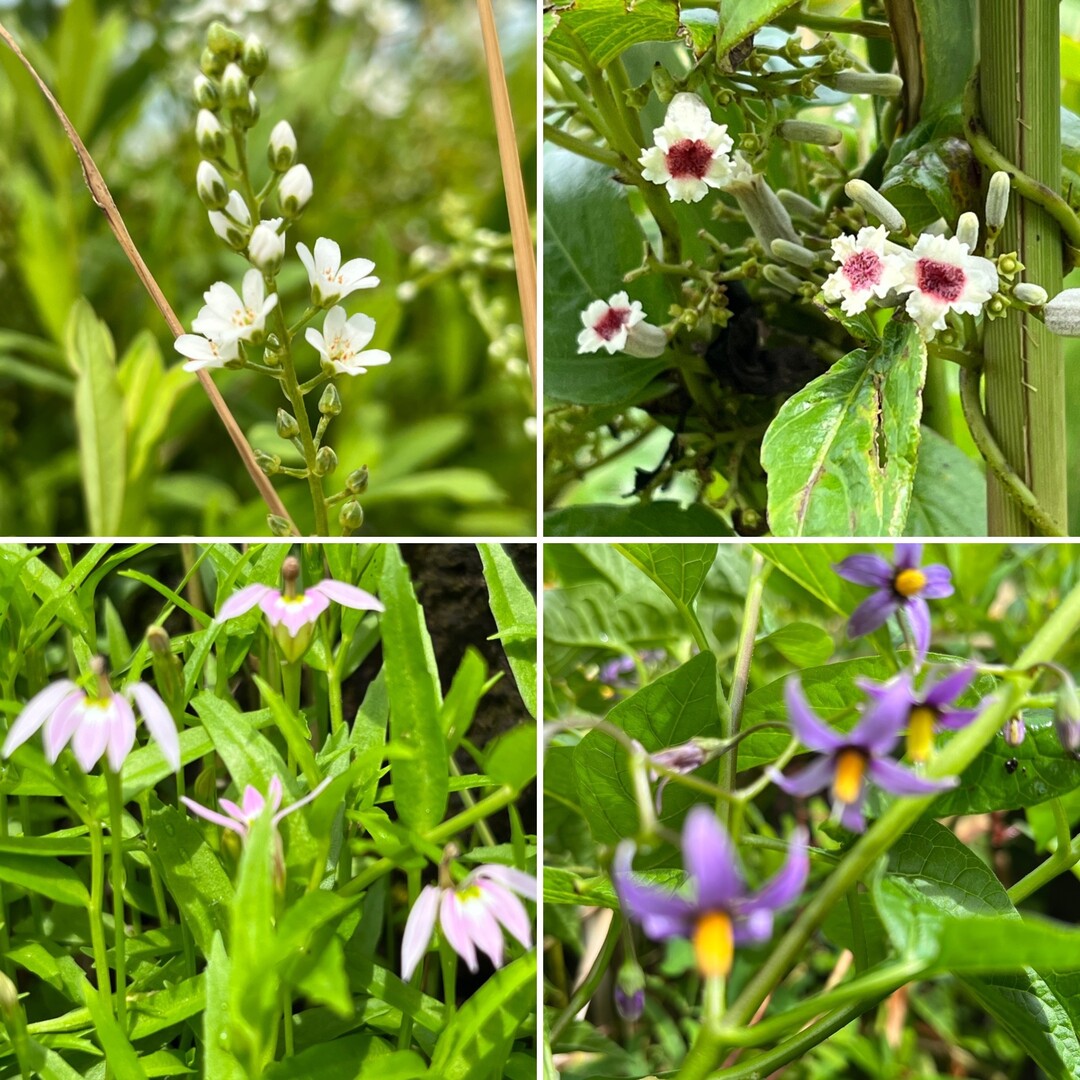 15日予定が無くなったので気にかかってい... / w823hさんのモーメント | YAMAP / ヤマップ