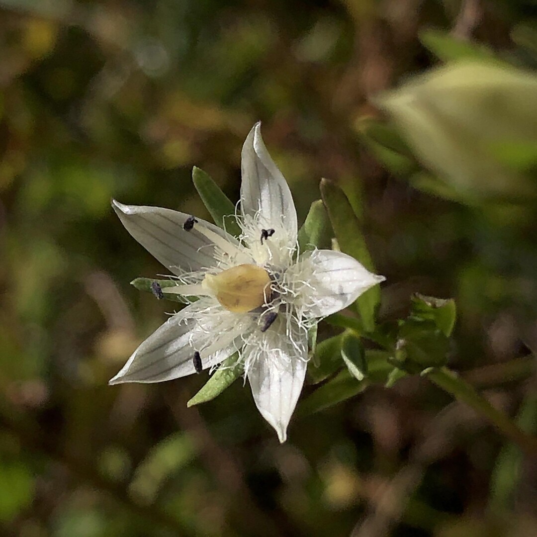 「森林公園-犬千振」 / zaucatsさんの浜松市（浜北区）の活動日記 | YAMAP / ヤマップ