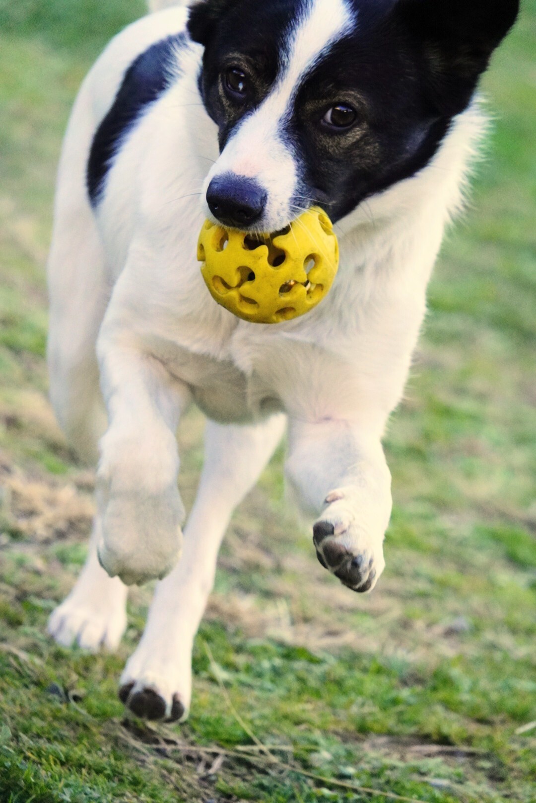 きょうの もみじ🐺 💨💨💨 / もみじ🐺パパ😎さんのモーメント | YAMAP / ヤマップ