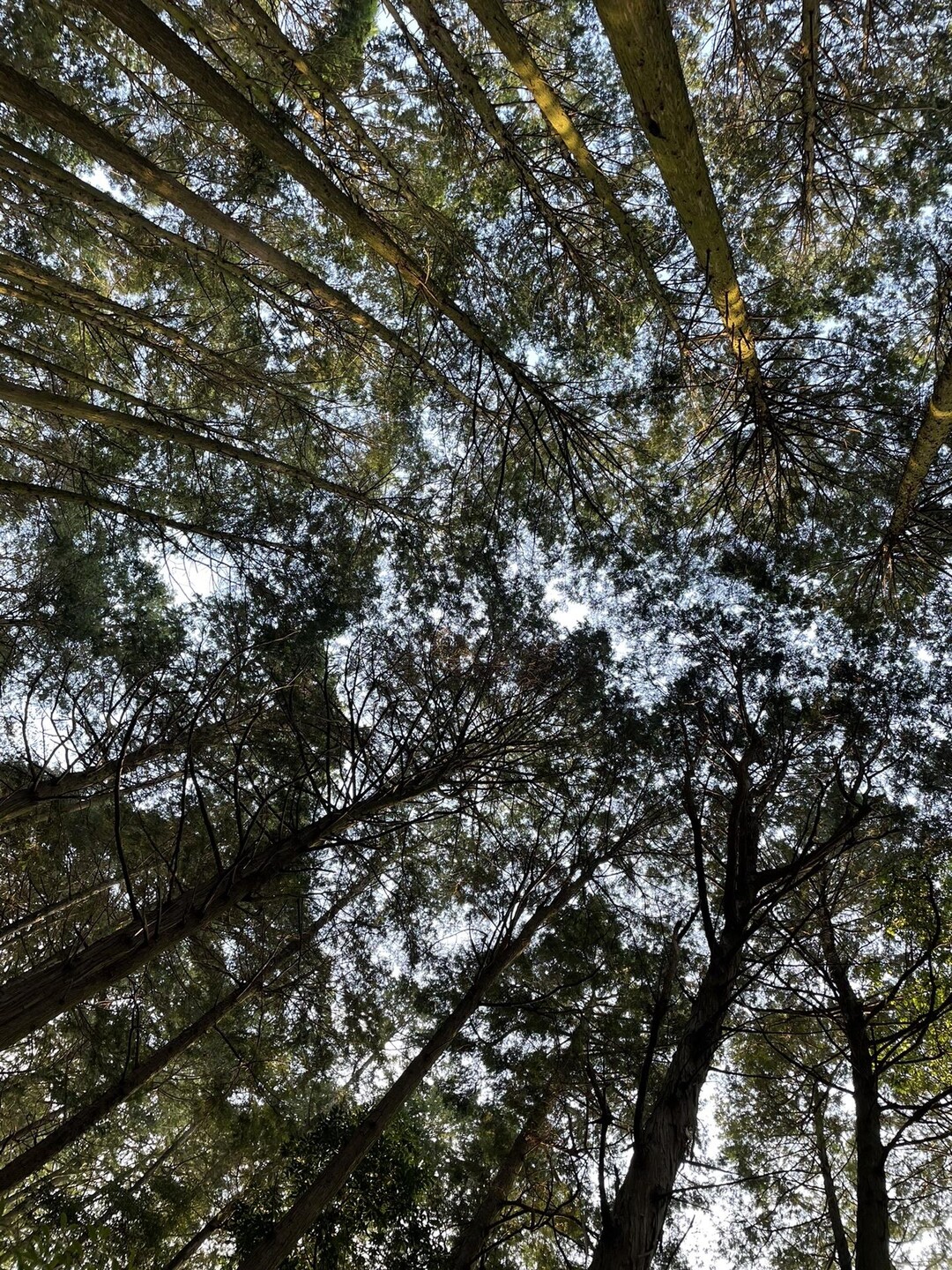 ﾃﾝﾊﾟｲｻﾝﾎﾟ⑧ / きRINさんの天拝山・基山の活動データ | YAMAP / ヤマップ