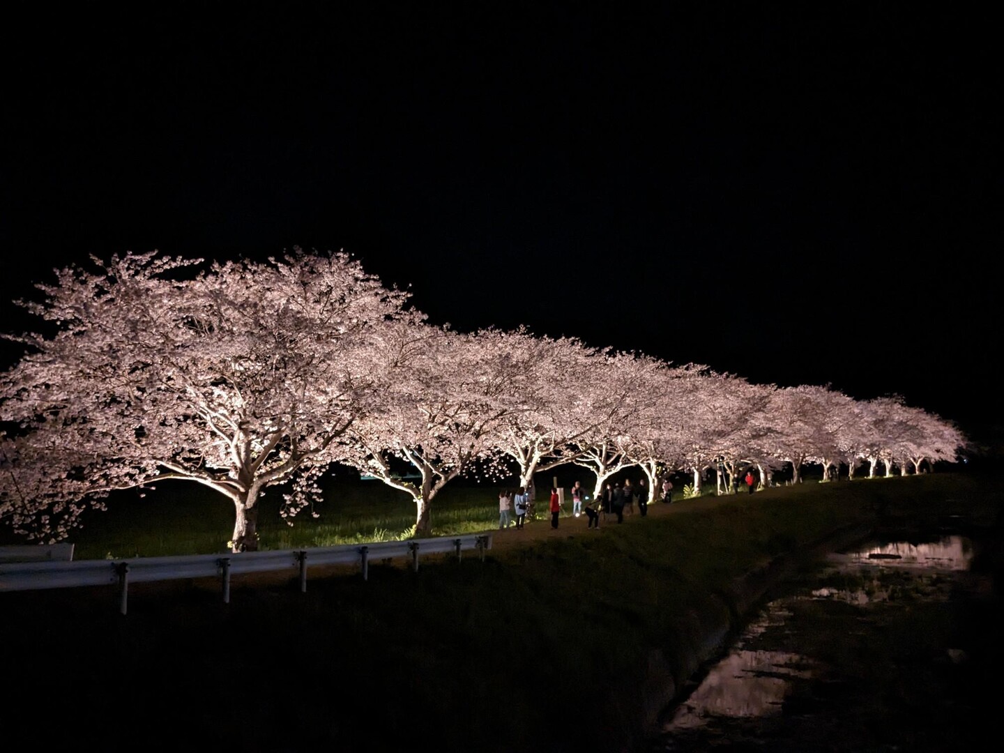 #夜桜 #散り際まで美しい #末っ子カメ... / rie.tさんのモーメント | YAMAP / ヤマップ