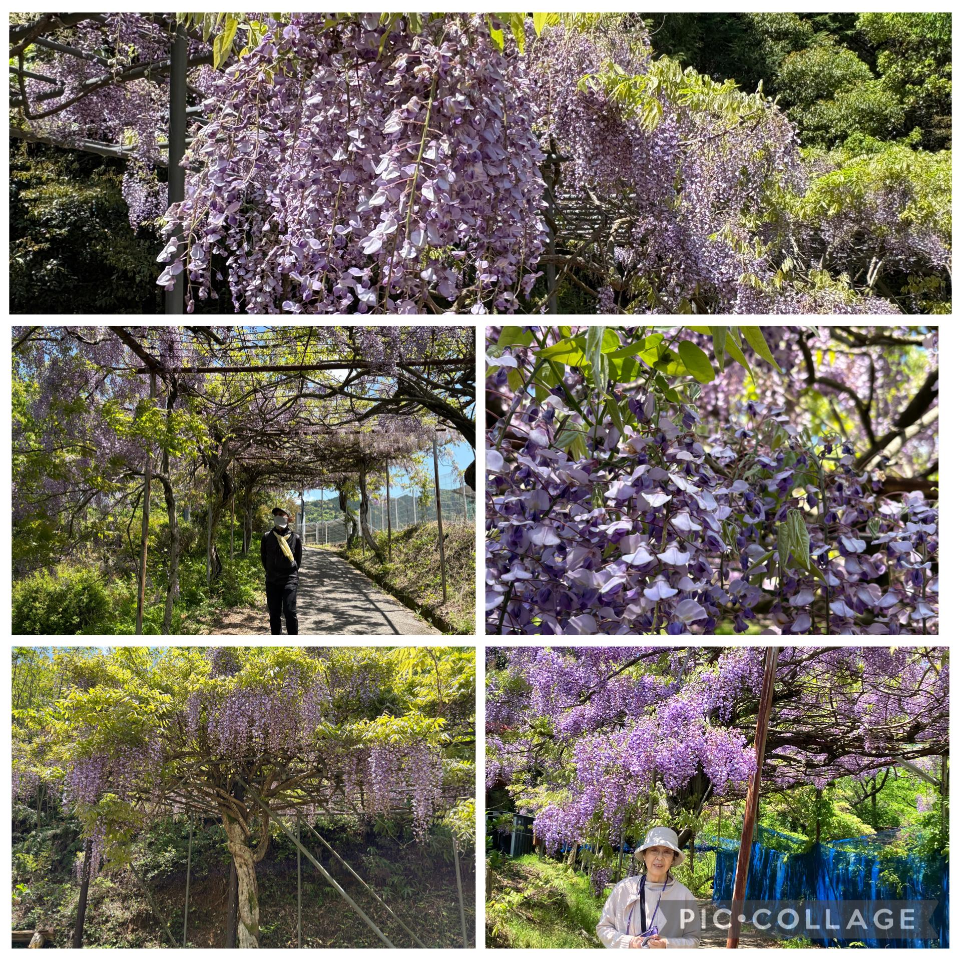 4.29後期高齢者突入、ゴールデンウィー... / yamamurasakiさんのモーメント | YAMAP / ヤマップ