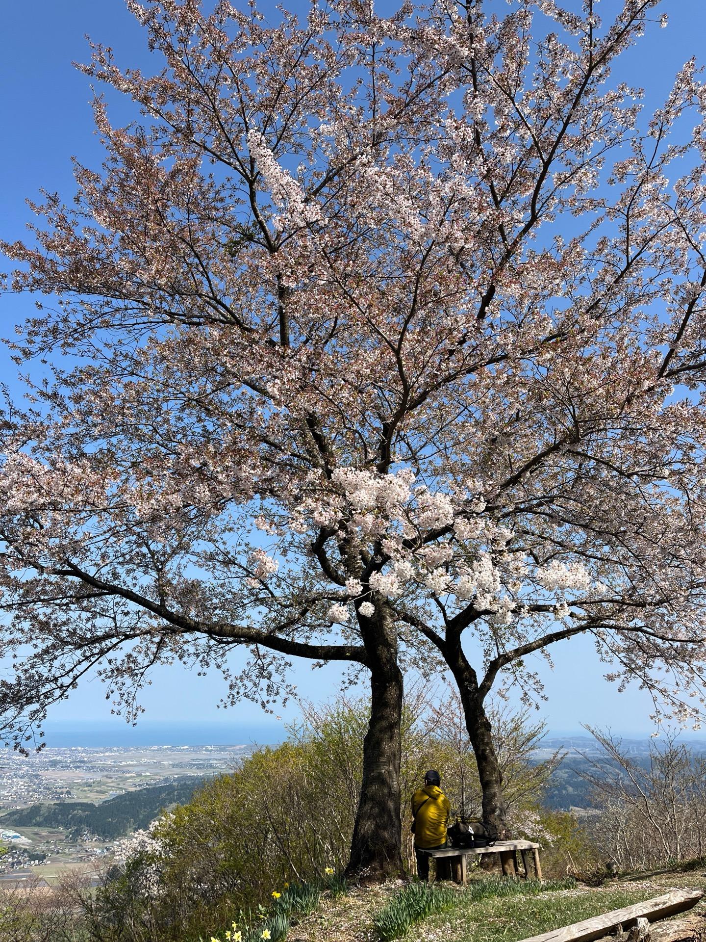 南条八石山（下八石山） / COCO-Tさんの八石山の活動データ | YAMAP / ヤマップ