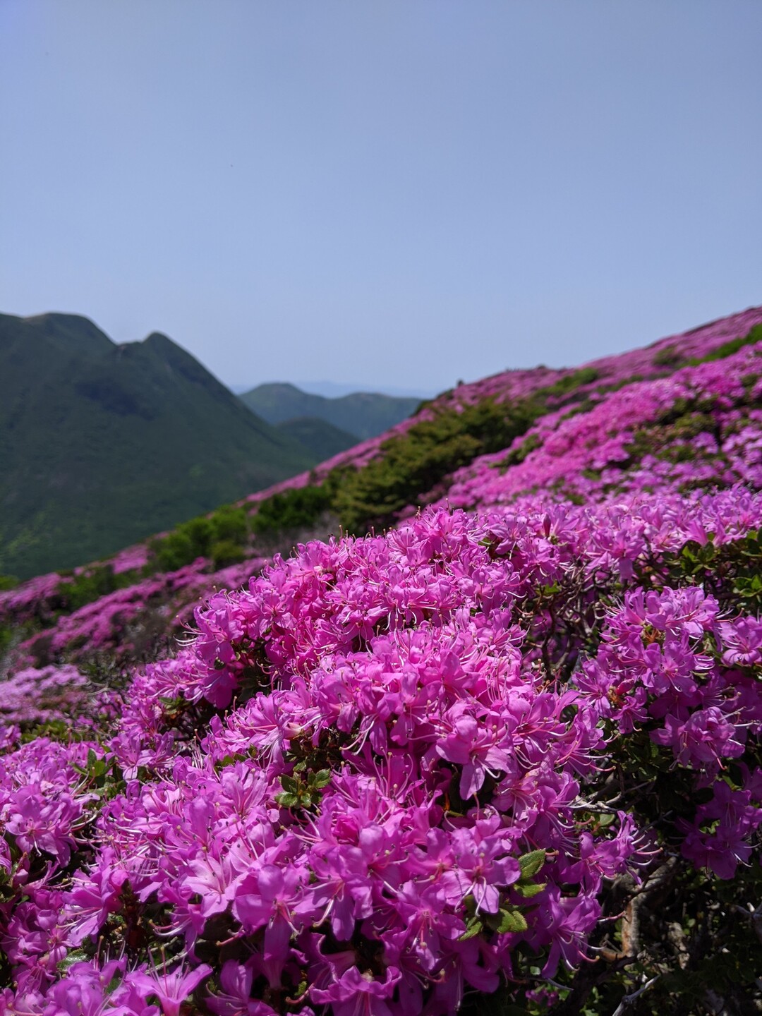 平治岳 ミヤマキリシマに会いたくて / Hiroko.oさんの九重山（久住山）・大船山・星生山の活動データ | YAMAP / ヤマップ