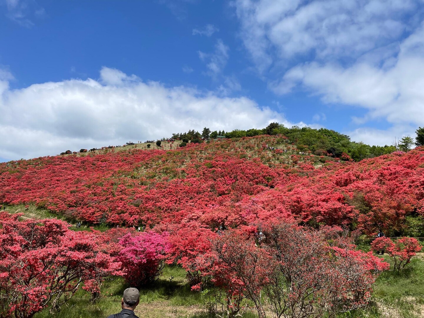 大和葛城山 つつじ満開 / T1333さんの金剛山・二上山・大和葛城山の活動データ | YAMAP / ヤマップ