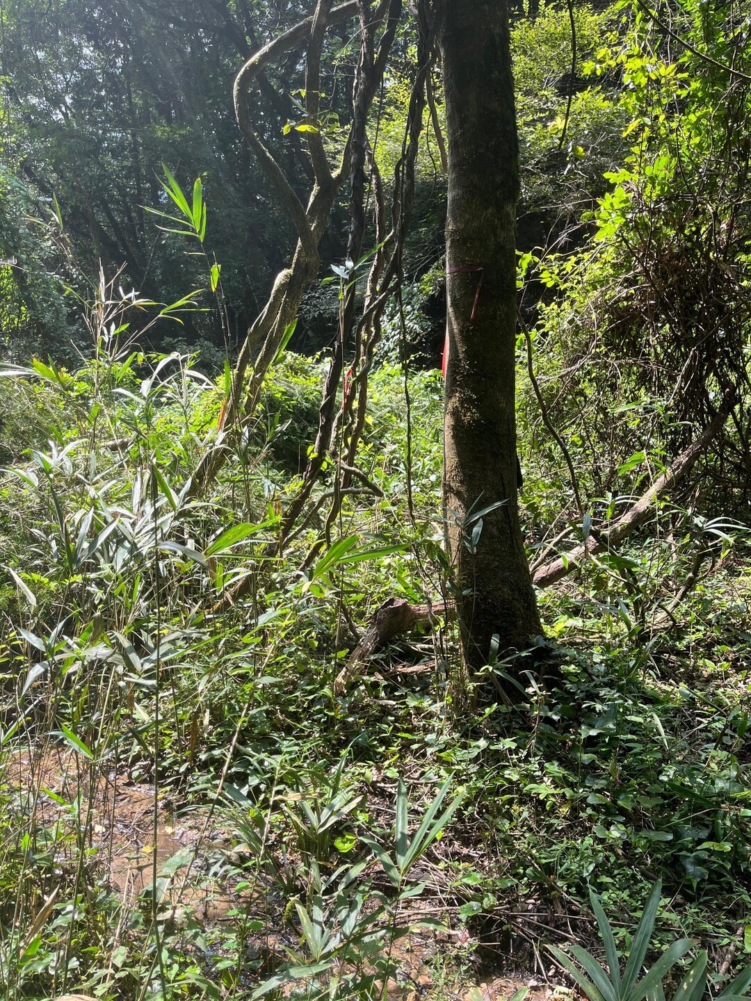 まなびさんの投稿したフィールドメモ | YAMAP / ヤマップ